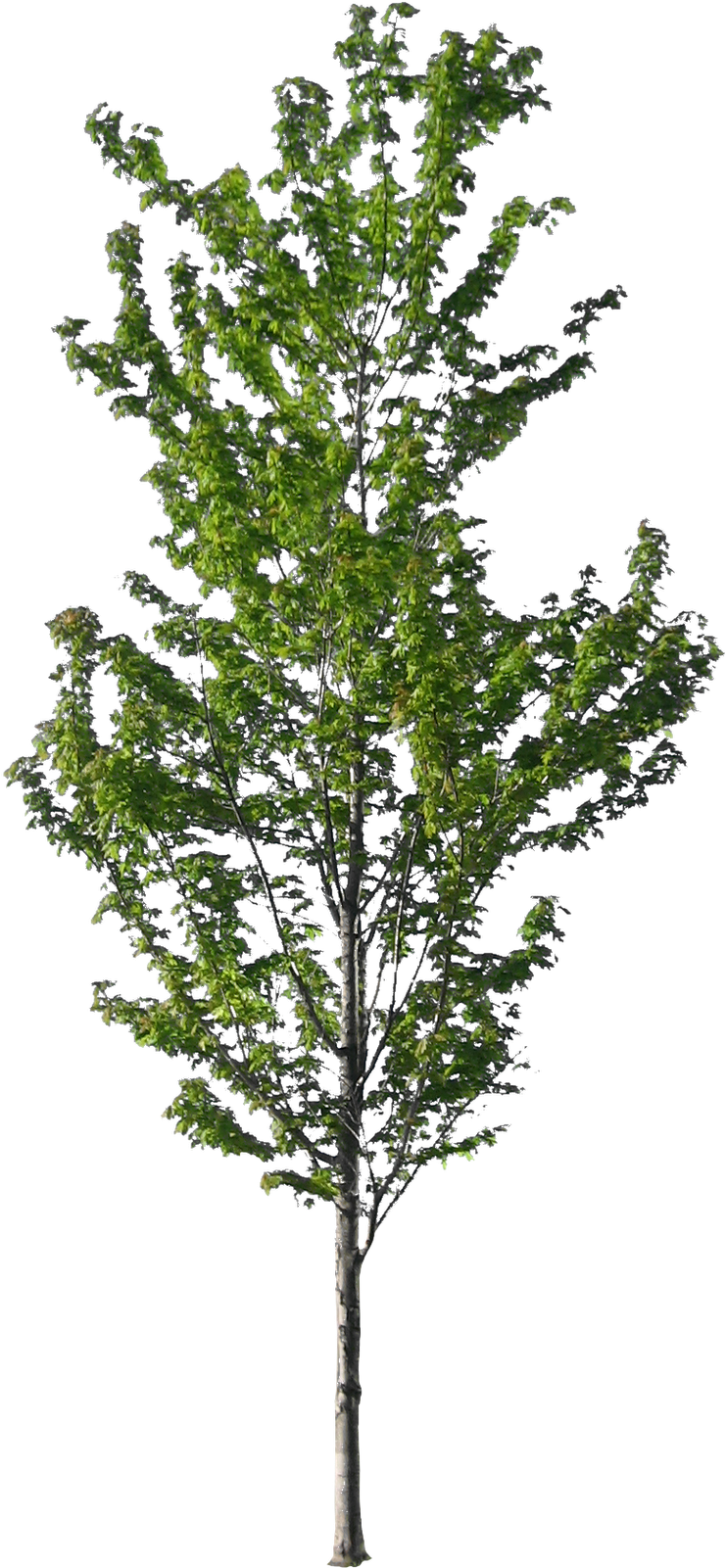 Download Tall Pine Tree Silhouette Png For Kids - Skinny Tree PNG Image ...