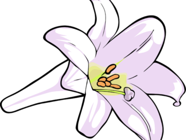 Easter Lily Clipart - Clip Art - Free Transparent PNG Download - PNGkey