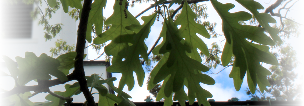 Download Oak Leaves Blog - Plane-tree Family PNG Image with No ...