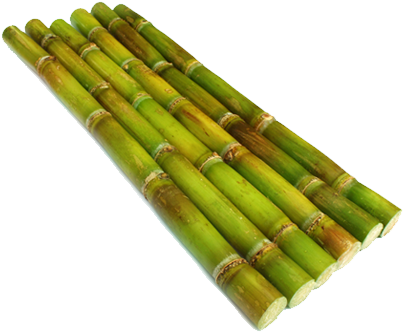 Download File - Reeds - Sugar Cane Png Hd PNG Image with No Background ...