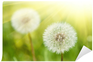 Common Dandelion - Free Transparent PNG Download - PNGkey