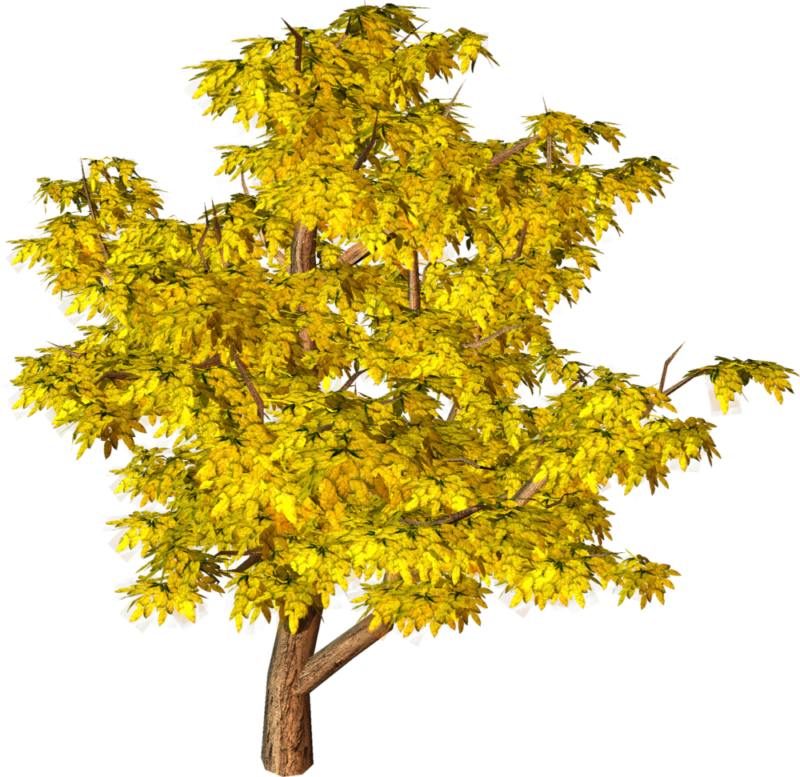 Download Clip-art Yellow Tree Png Image - Aerial View Trees Images For ...