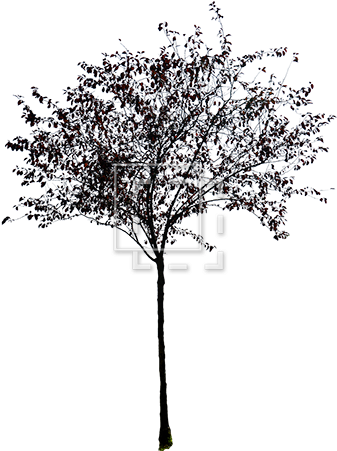 Download Trees Without Leaves Png Picture Library Stock - Black And ...