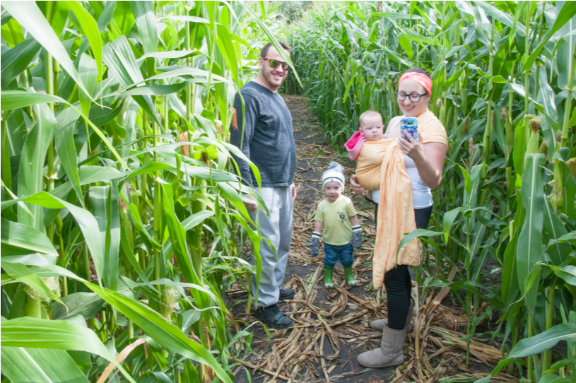 Download Cash Crop PNG Image with No Background - PNGkey.com