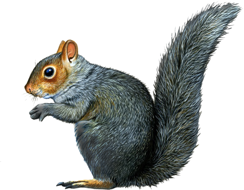 Fox Squirrel, Squirrels, Squirrel Illustration, Chipmunks, - Eastern ...