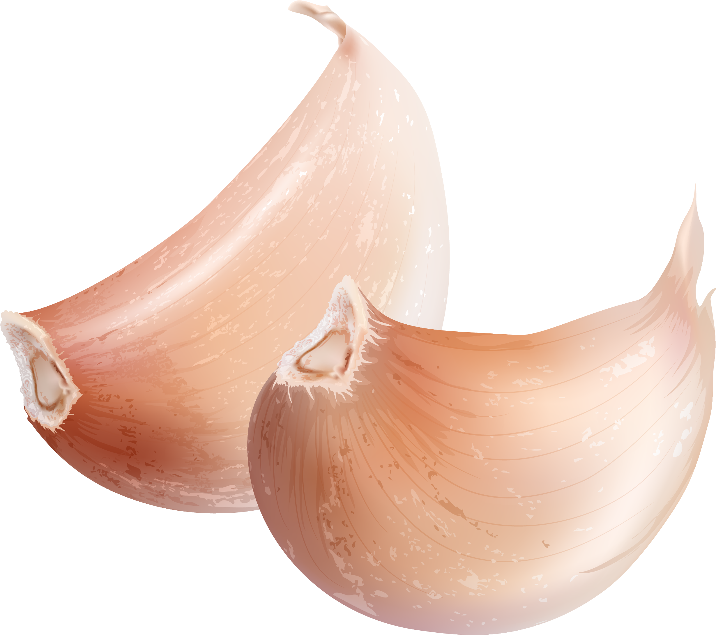 Vector Transparent Download Garlic Watercolor Painting - Garlic - Free ...