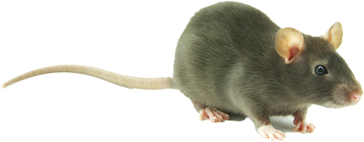 Cute Rat Transparent - Free Transparent PNG Download - PNGkey