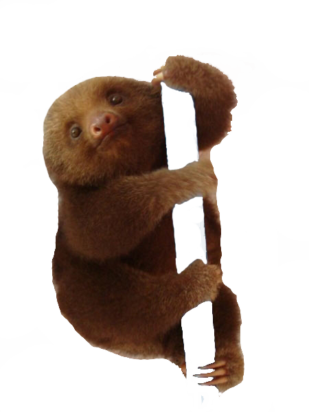 Sloth Png Transparent Images - Sloth - Free Transparent PNG Download ...