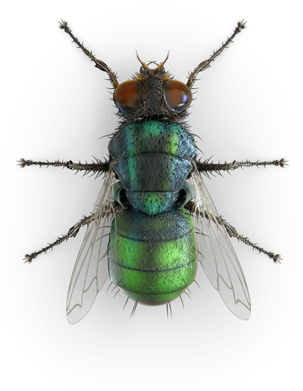 Blue Bottle Fly Top - Free Transparent PNG Download - PNGkey