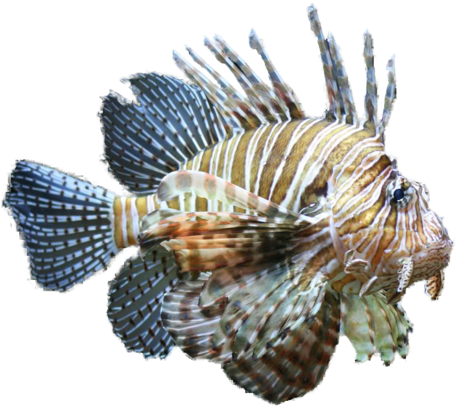 Download Lionfish Clipart Tropical Fish Clipart - Clip Art PNG Image ...