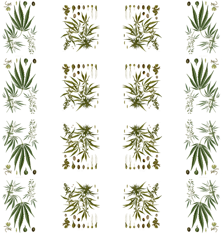 Download Cannabis Sativa PNG Image with No Background - PNGkey.com