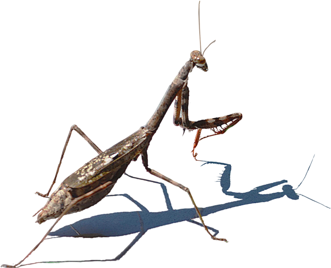 Mantis Png Hd Image - Mantidae - Free Transparent PNG Download - PNGkey