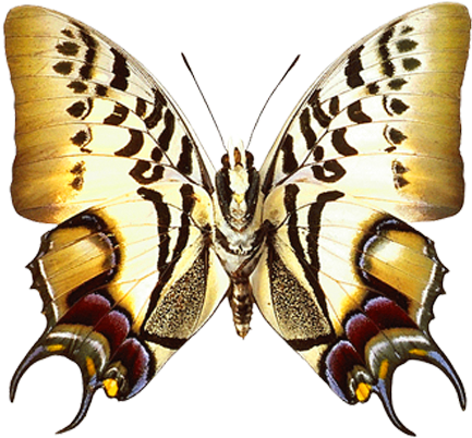 Download Png Transparent Real Butterfly Clipart - Lepidoptera PNG Image ...