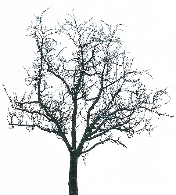 Winter Tree Png