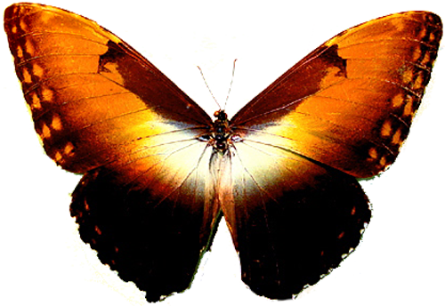 Download Morpho Hecuba Obidona Sunset Butterfly 2 - Sunset Colored ...