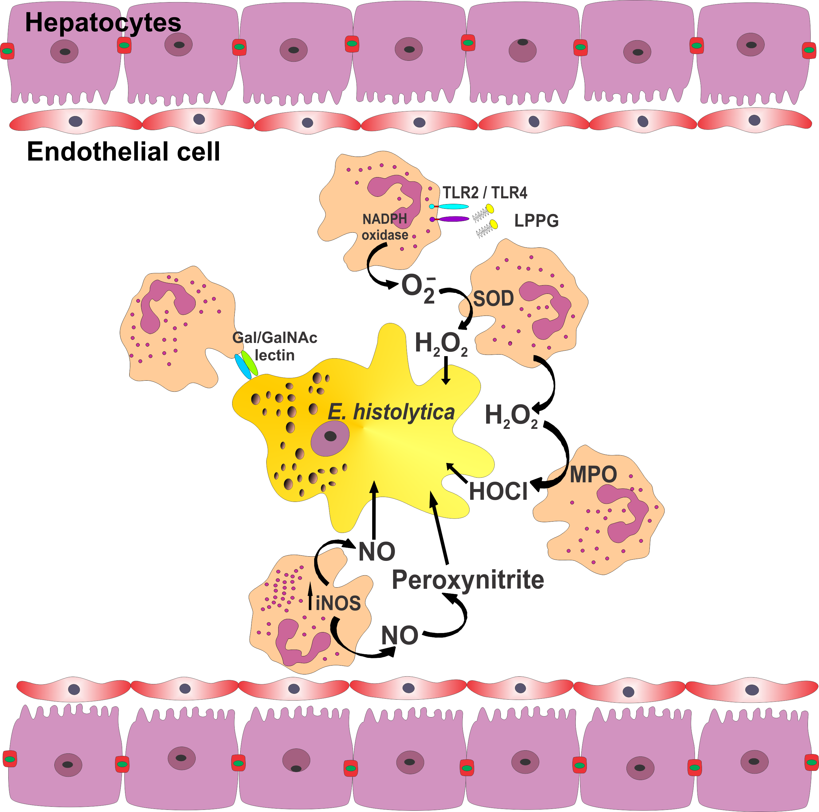 Download Parasite150072-fig1 Role Of Neutrophils In Rodent Amebic ...
