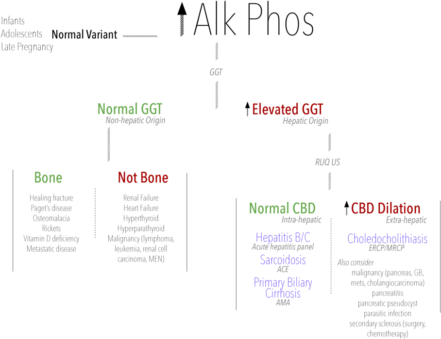 Alk Phos - Document - Free Transparent PNG Download - PNGkey