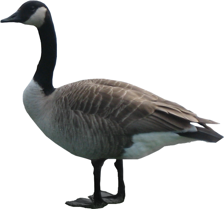 Goose Png - Free Transparent PNG Download - PNGkey