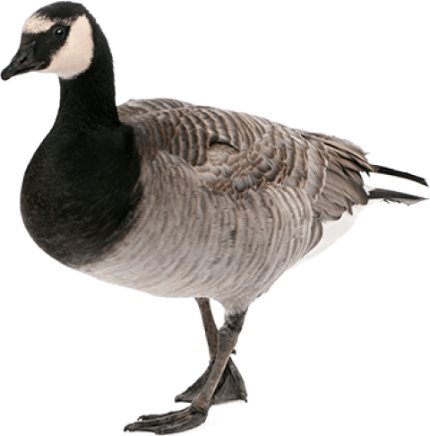 Download Free Png Goose Png Images Transparent - Goose Png PNG Image ...