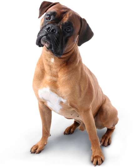 Download Boxer Dog Transparent Background PNG Image with No Background ...