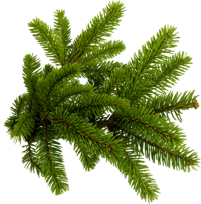 Download Pine Needles Png PNG Image with No Background - PNGkey.com