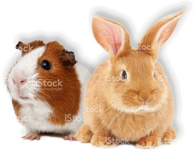 Download Fresh Pine Chew Log For Rabbits By Sungrow - 100% Natural PNG ...