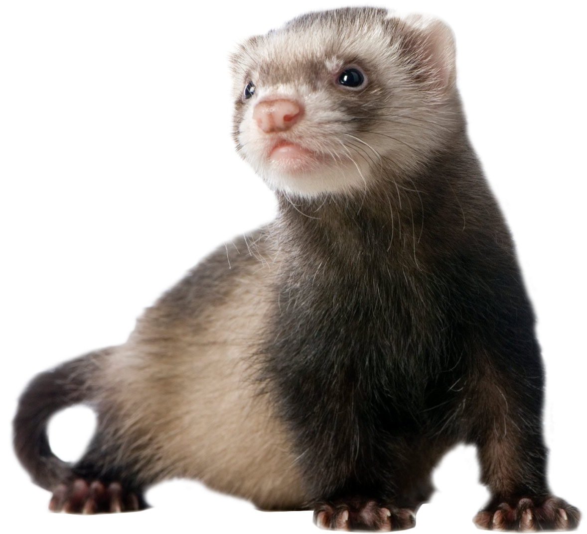 Ferret Standing Png Image - Ferret Png - Free Transparent PNG Download ...
