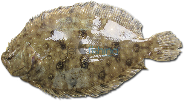 Smalltooth Flounder - Fishing - Free Transparent PNG Download - PNGkey