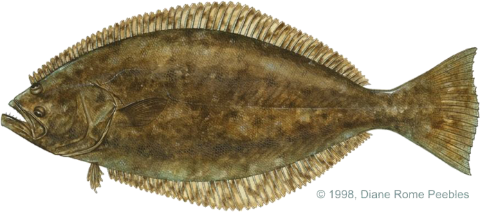 Download All-tackle World Records - Flounder Fish PNG Image with No ...