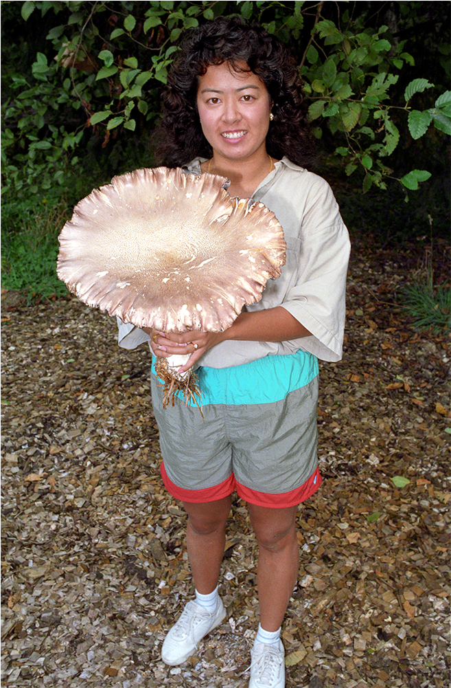 Download Organic Garden Giant Outdoor Mushrooms Kit - Grow King PNG ...