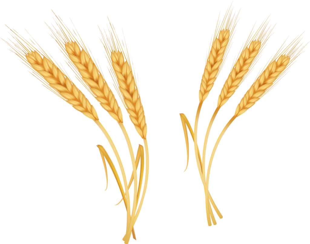 Download Oat Crop Drawing Png PNG Image with No Background - PNGkey.com