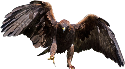 Eagle Transparent Background Png - Golden Eagle Clear Background - Free ...