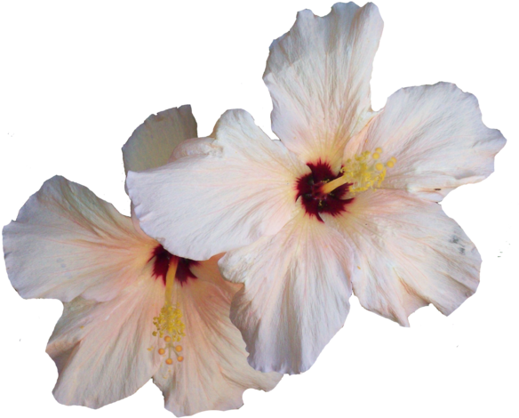 Download Hibiscus Png Transparent Image - White Hibiscus Flower Png PNG ...