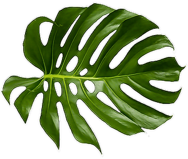 Tropical Palm Png - Tropical Palm Leaf Png - Free Transparent PNG ... Tropical Palm Png - Tropical Palm Leaf Png - Free Transparent PNG ...