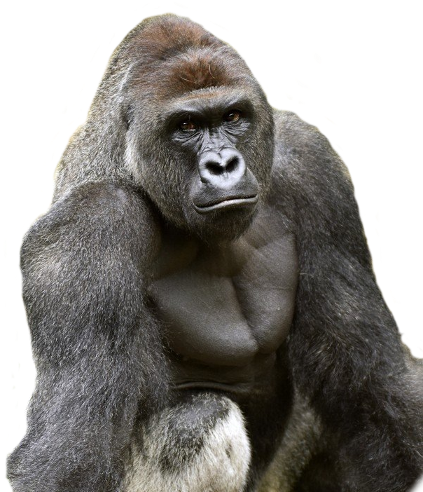 Harambe Cut Out - Harambe Gorilla - Free Transparent PNG Download - PNGkey
