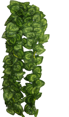 Share This Image - Tropical Vines Png - Free Transparent PNG Download ...