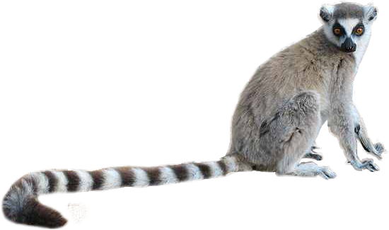 Download Ring Tailed Lemur Png PNG Image with No Background - PNGkey.com
