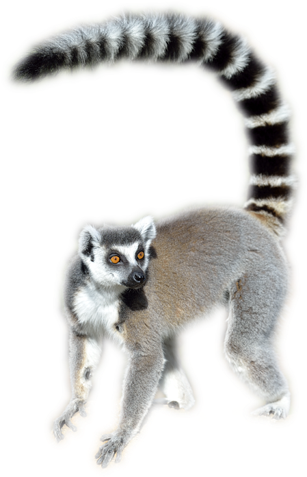Download Ring Tailed Lemur Transparent PNG Image with No Background ...