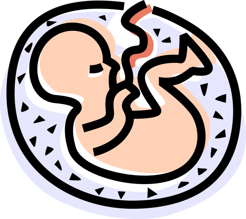 Download Vector Illustration Of Fetus Prenatal Human Between - Fetus ...