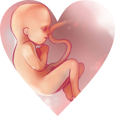 Pregnancy - Free Transparent PNG Download - PNGkey