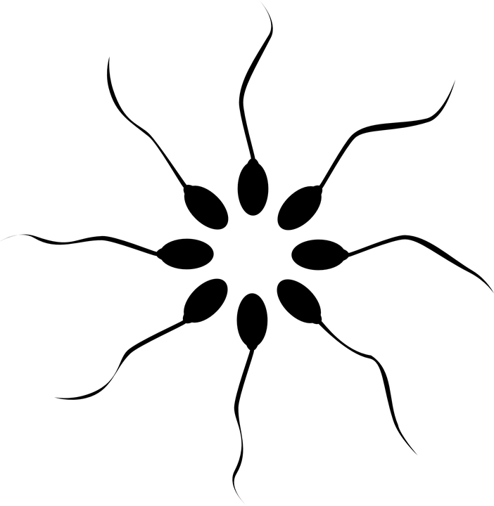 Understanding Your Semen Analysis Results - Png Sperm Cell White - Free ...