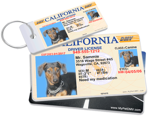 Download View Our Custom Pet Id Tags - Dog Id PNG Image with No ...