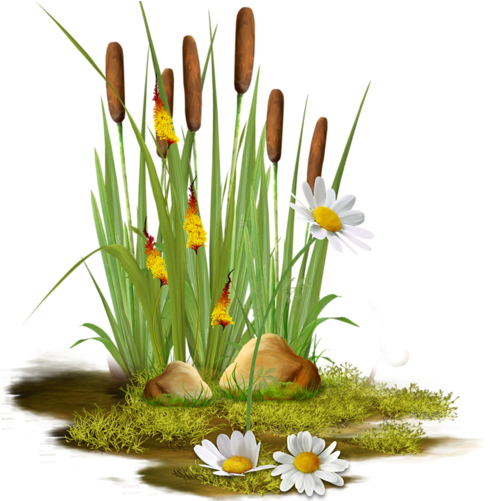 Cattails In Pond Clipart