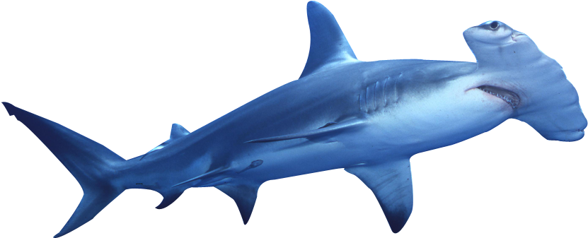 Download Hammerhead Shark Png PNG Image with No Background - PNGkey.com