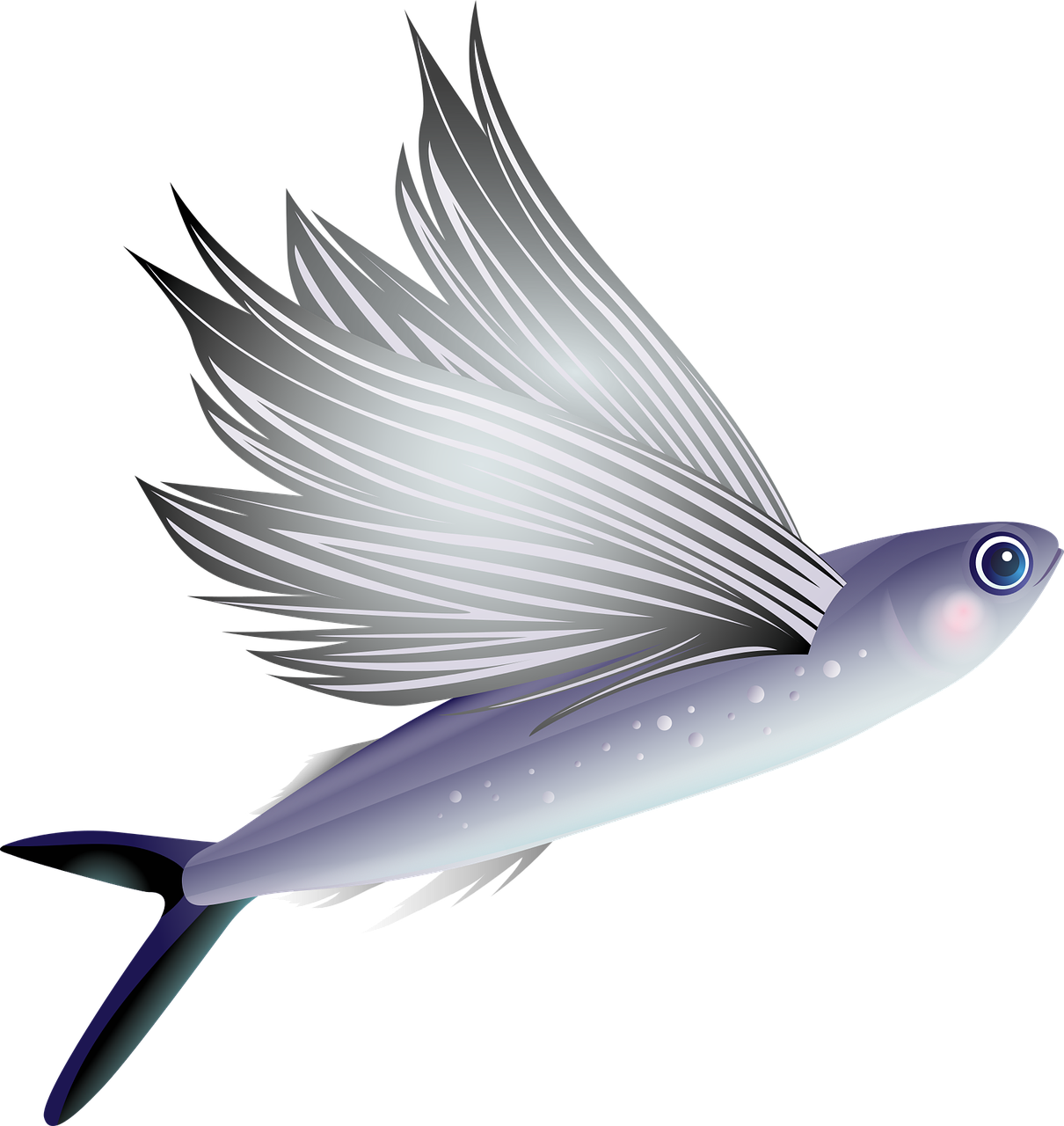 Download Flying Fish Fish Aquarium - Flying Fish Transparent PNG Image ...