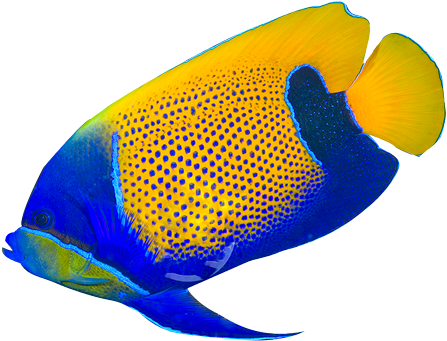 Download Tropical Fish Clipart - Tropical Fish No Background PNG Image ...