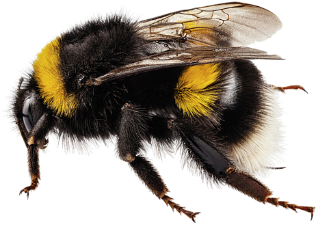 Bleed Area May Not Be Visible - Bombus Terrestris - Free Transparent ...