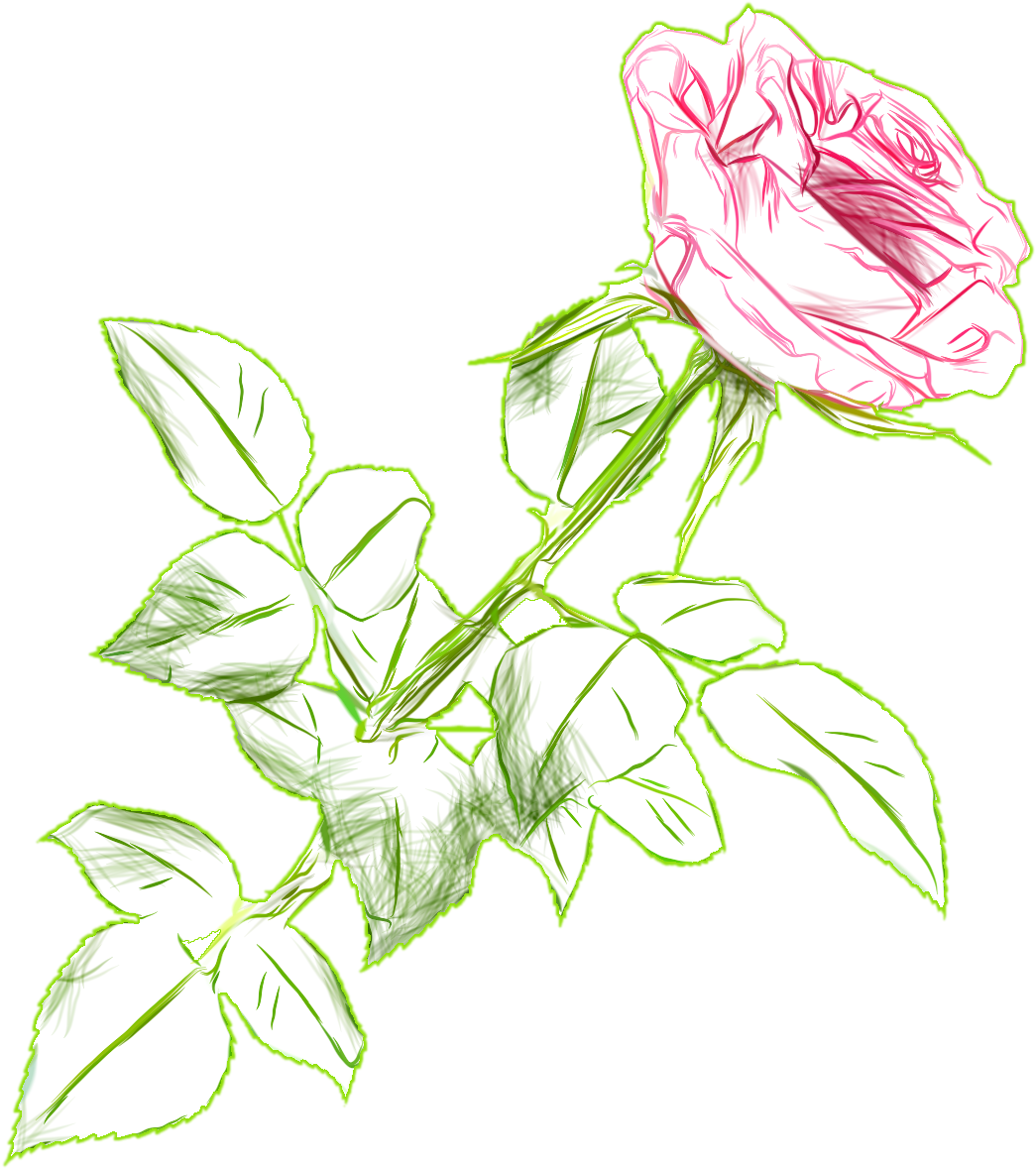 Download Rose Drawing Color Png Picture Image - Rose Drawing Color ...