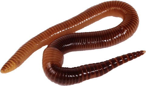 Earthworm Worm Png - Worm Hd - Free Transparent PNG Download - PNGkey