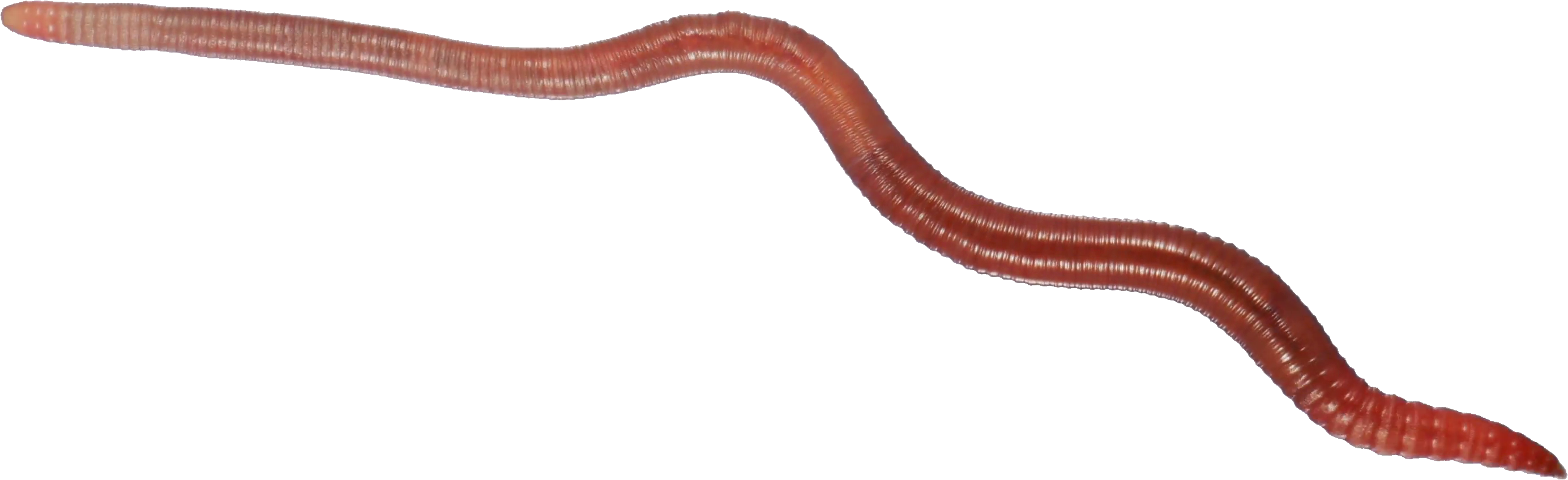 Worm Transparent Background - Free Transparent PNG Download - PNGkey